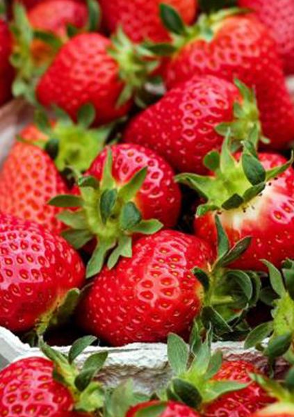 Paddock 2 Porch – Fresh Farm Produce